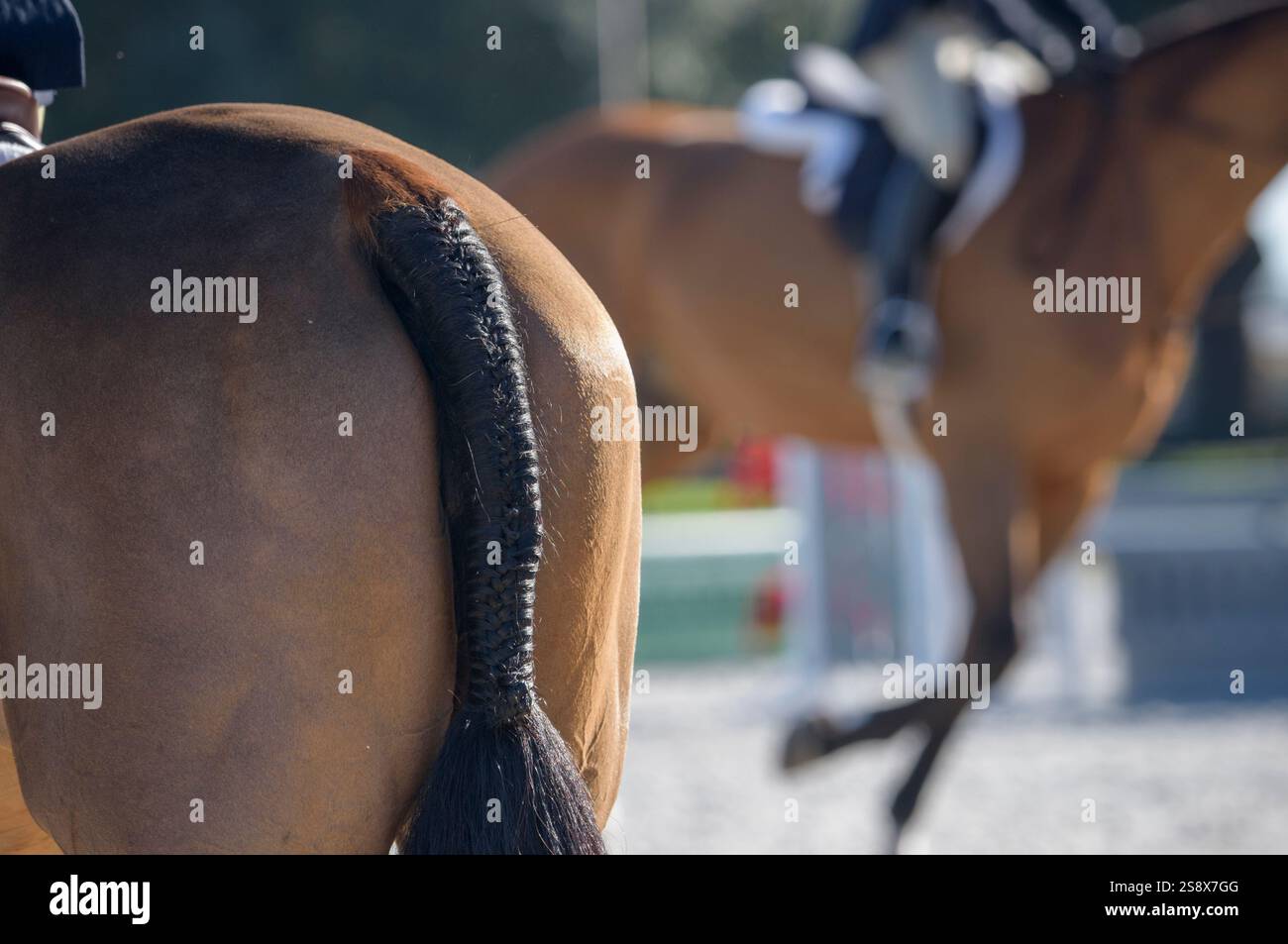 Show jumping arena hi-res stock photography and images - Alamy