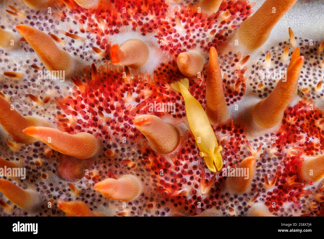 Sea star shimp, Periclimenes soror, on a crown-of-thorns starfish ...