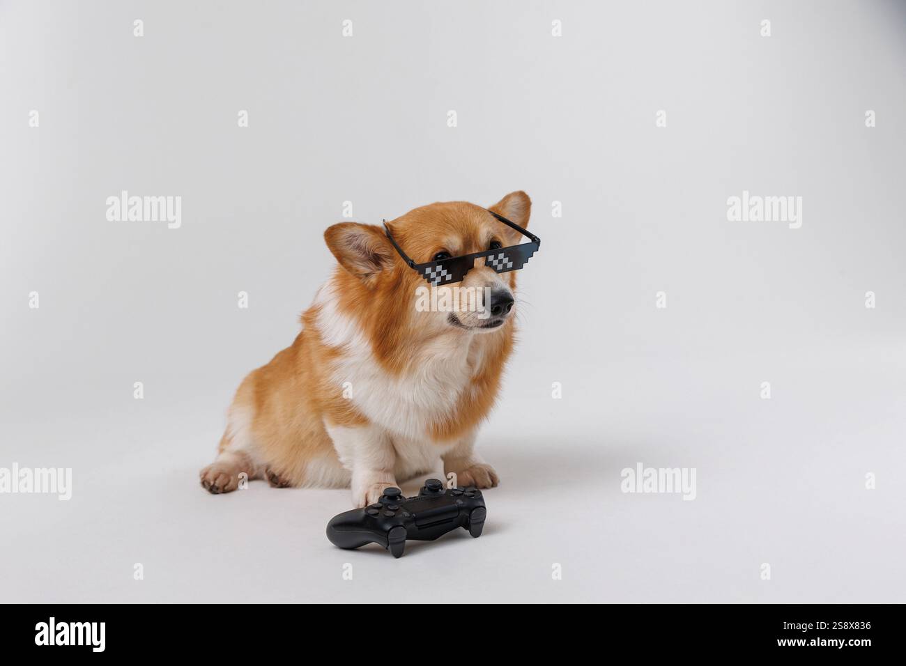 Stylish corgi dog with pixelated sunglasses and a gaming controller ...