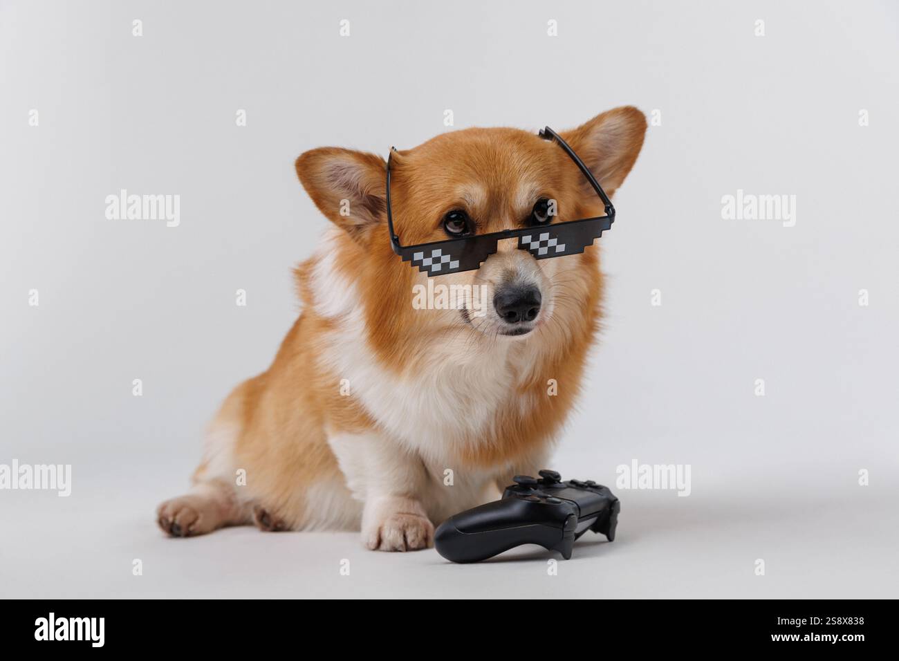 Cool corgi dog wearing pixelated sunglasses with a gaming controller ...