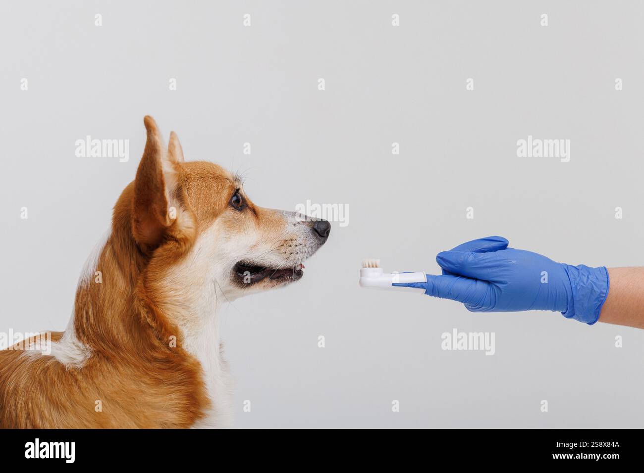 Corgi dog receiving teeth brushing with a toothbrush by a person in ...