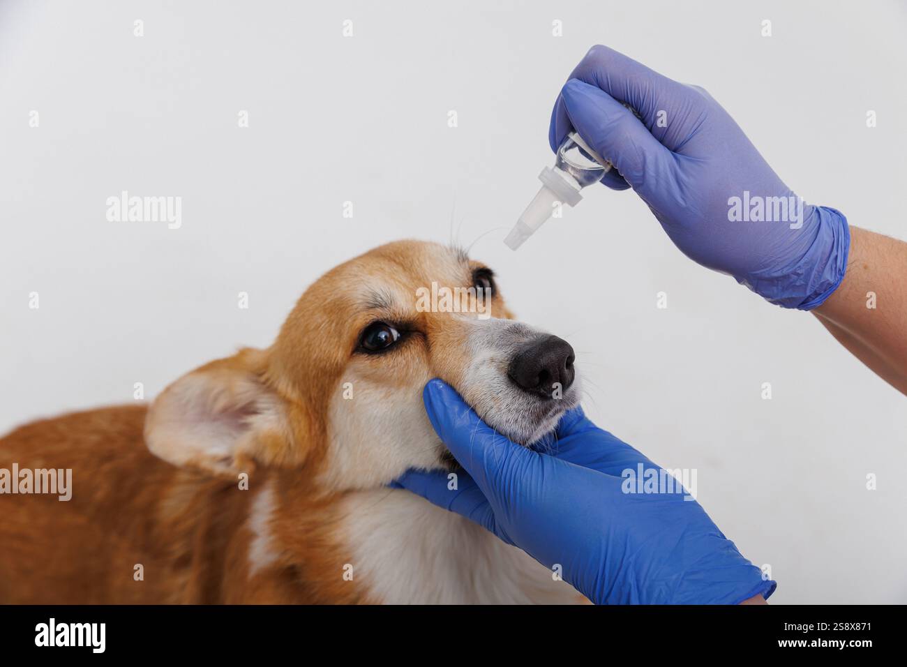 Corgi dog receiving eye drop treatment from a person wearing blue ...