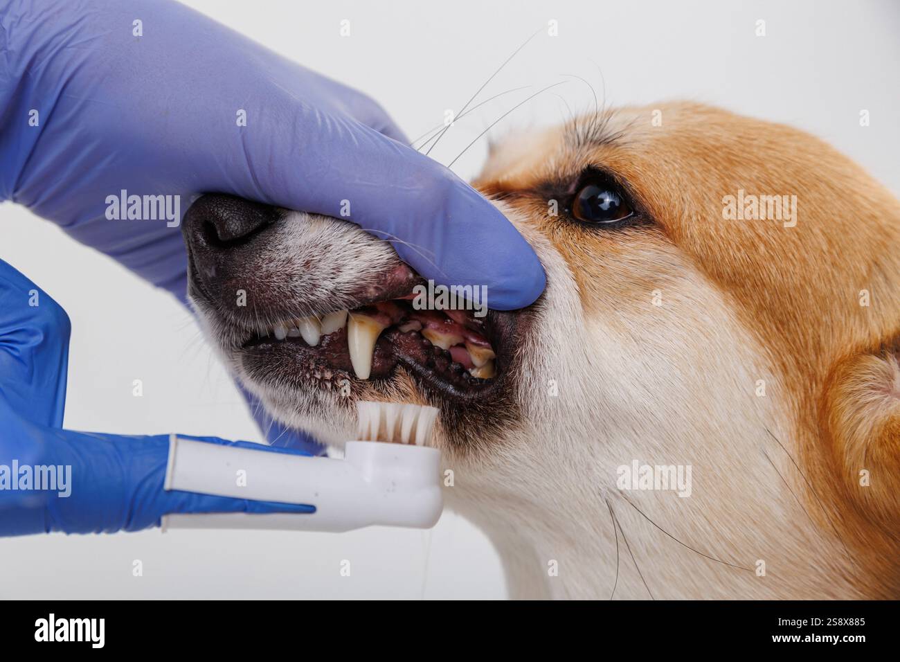 Corgi dog getting its teeth brushed with a toothbrush by a person ...
