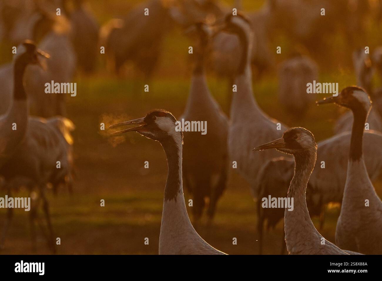 (250124) -- HULA VALLEY, Jan. 24, 2025 (Xinhua) -- Cranes are pictured ...