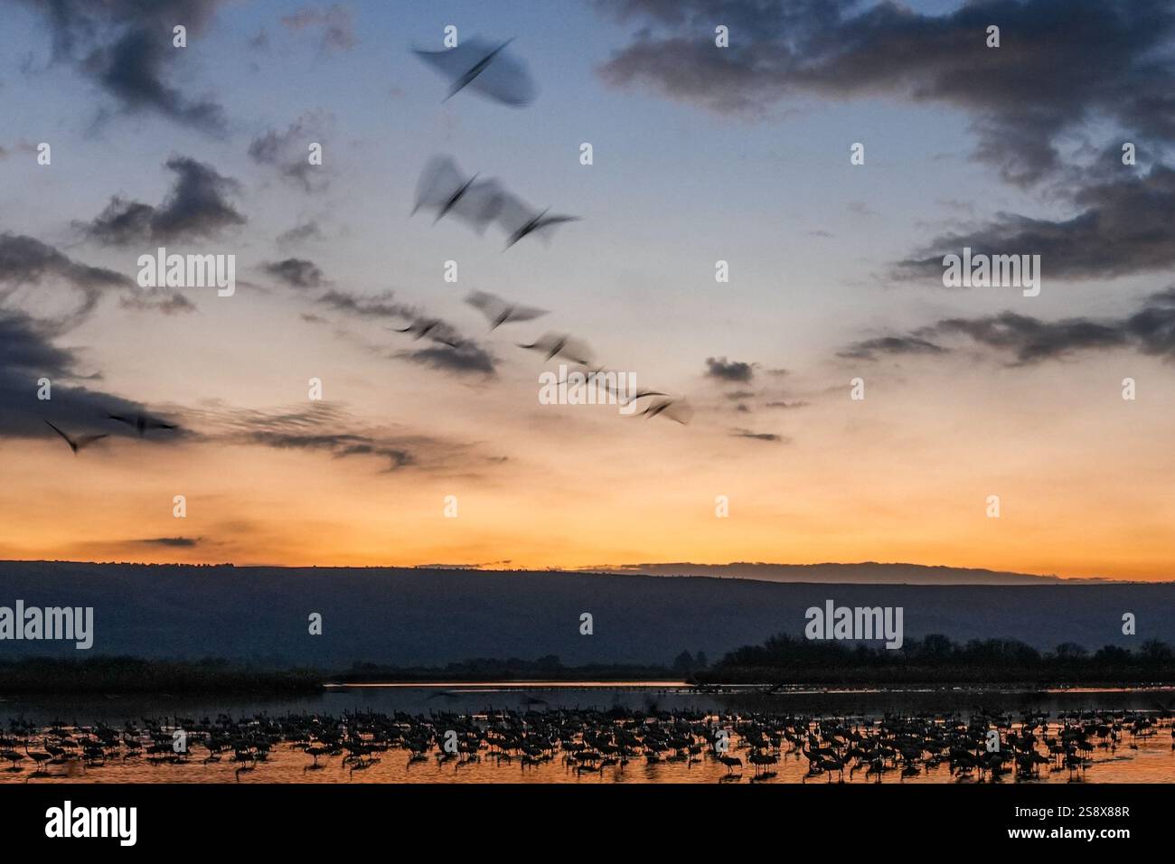 (250124) -- HULA VALLEY, Jan. 24, 2025 (Xinhua) -- Cranes are pictured ...