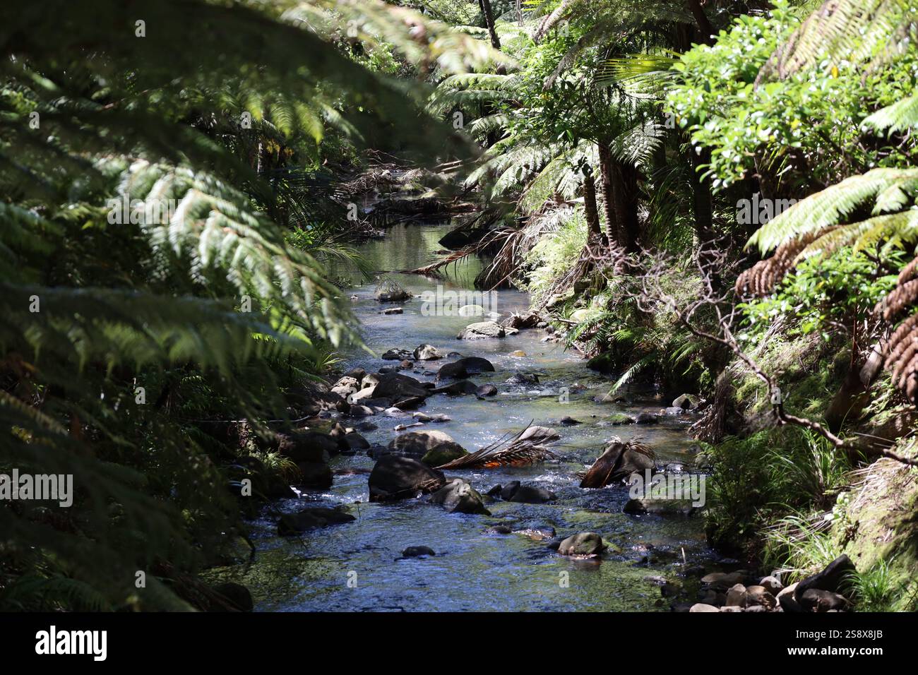 close-up deep green ferns form an arch above a shallow creek in dense ...