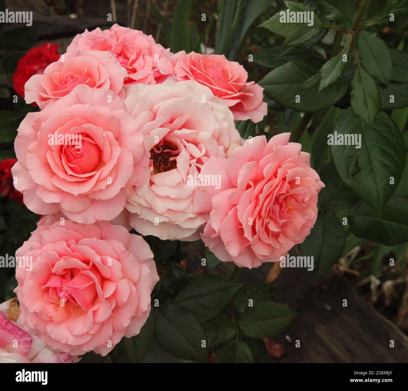 Cluster of pink garden roses (Rosa) outside in Montana Stock Photo - Alamy
