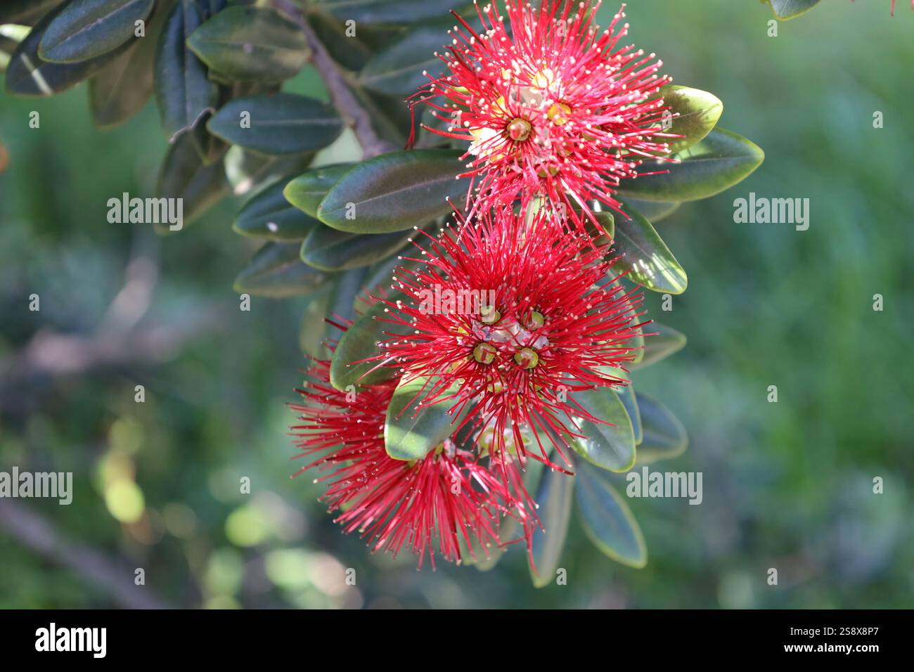 Pink red triplet flowers on hi-res stock photography and images - Alamy