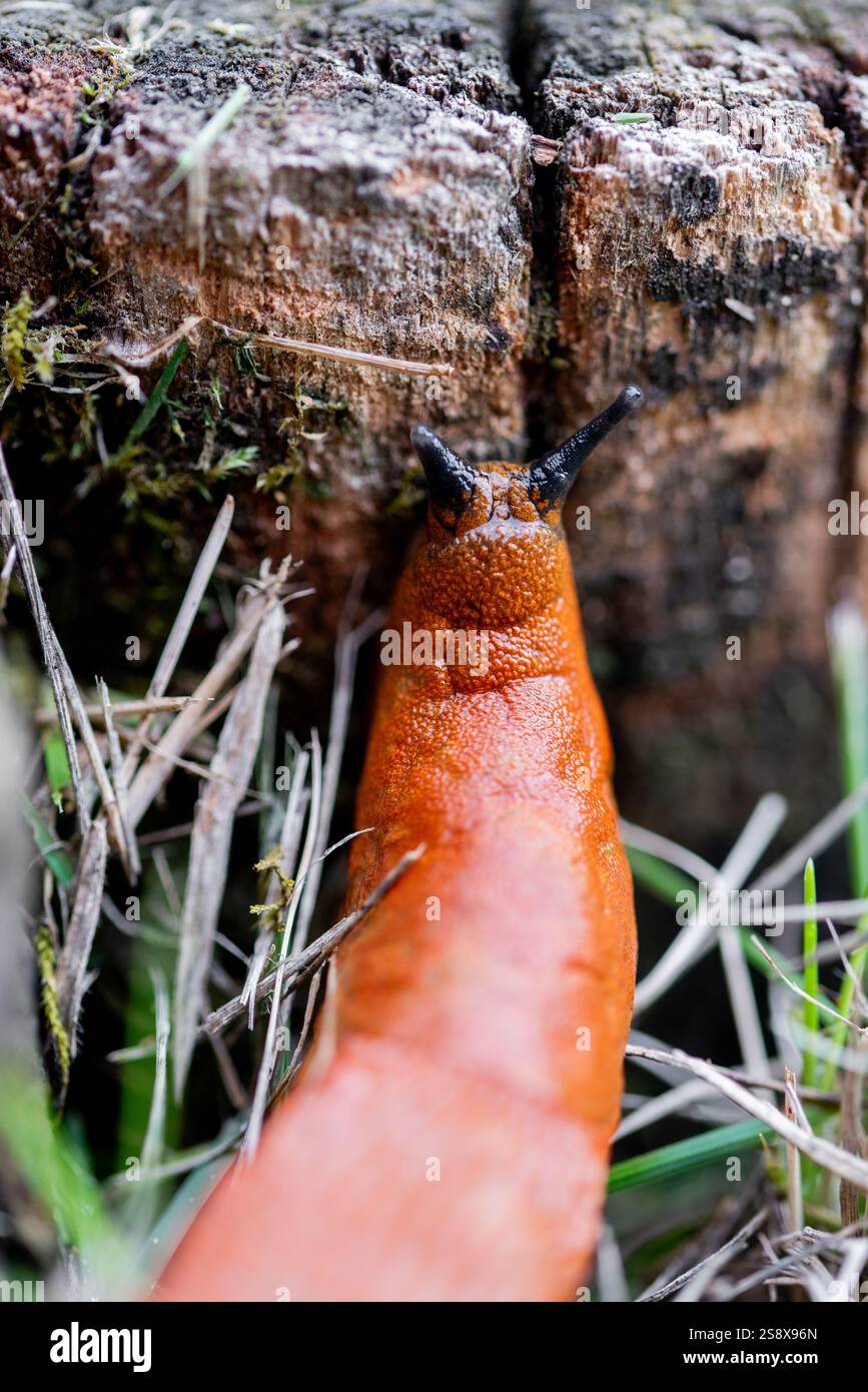 The Spanish slug is an air-breathing land slug, a terrestrial pulmonate ...
