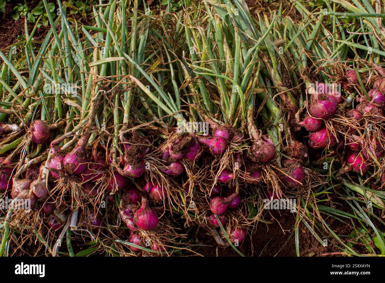 Garut, West Java, Indonesia. 24th Jan, 2025. Freshly red onions seen ...