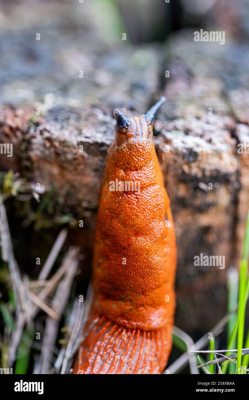 The Spanish slug is an air-breathing land slug, a terrestrial pulmonate ...