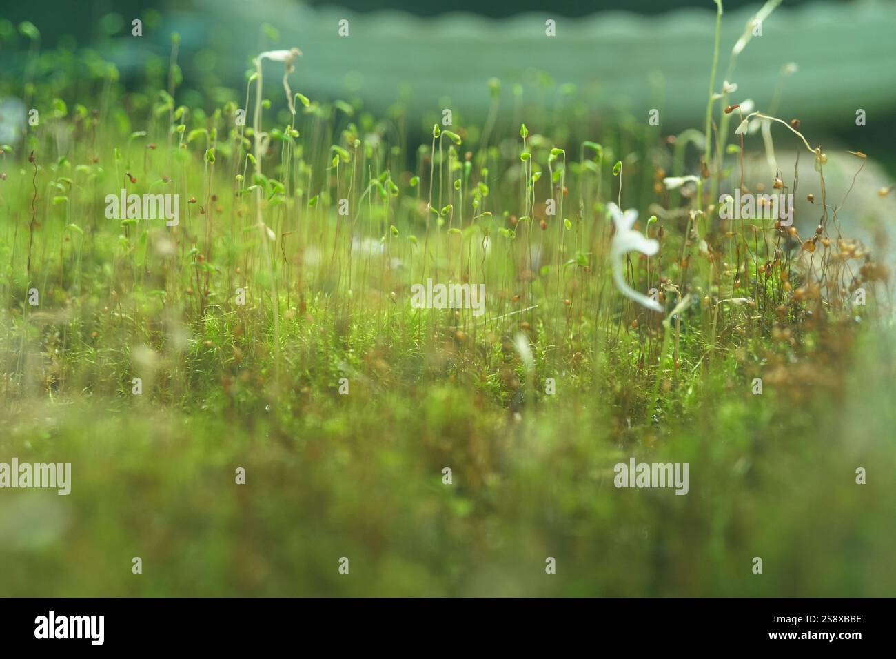 Close-up of vibrant green moss with delicate sprouts emerging, bathed ...