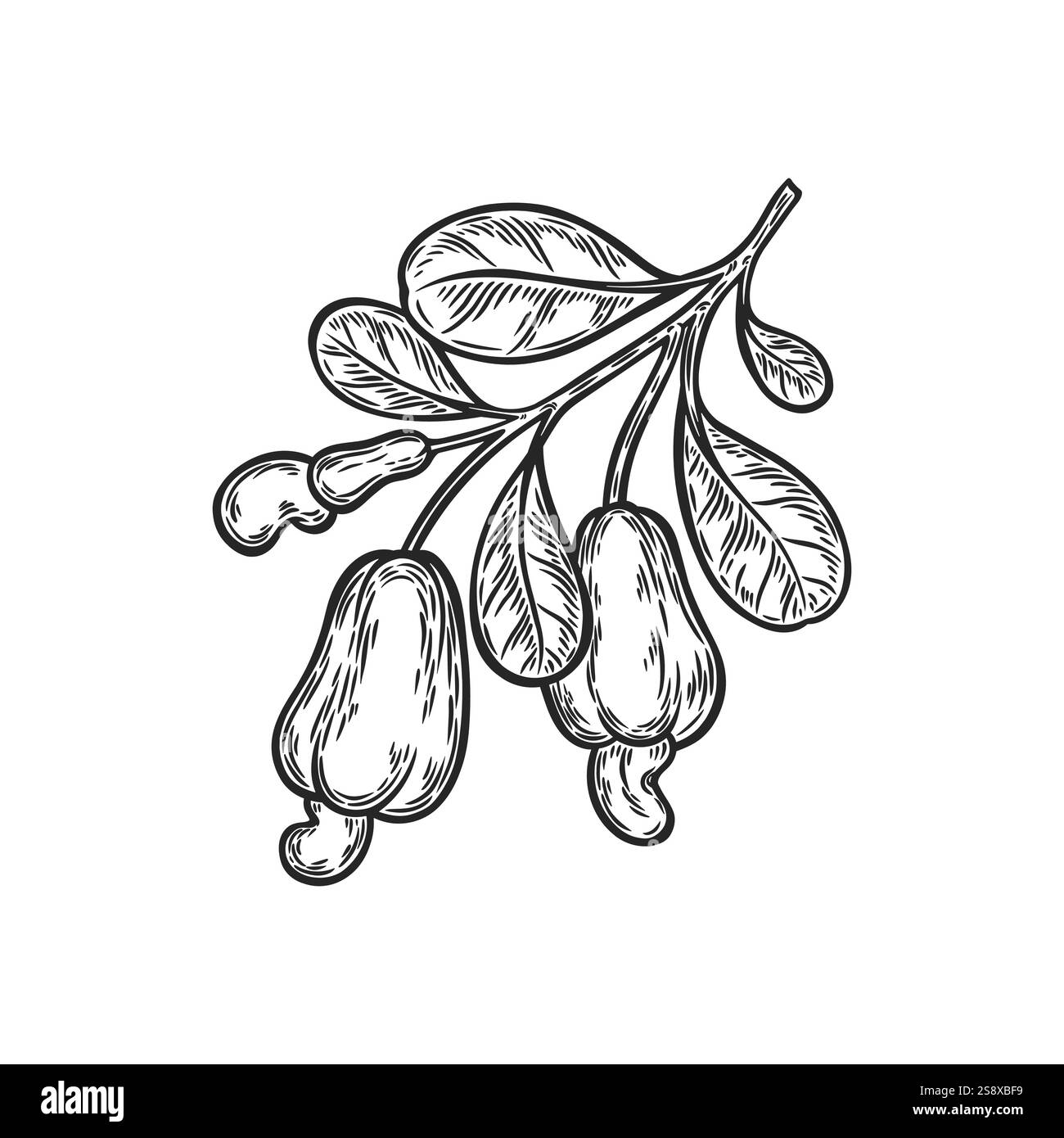 Cashew nut fruit on Stock Vector Images - Alamy