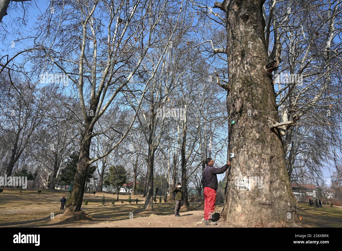 Srinagar, India. 23rd Jan, 2025. SRINAGAR, INDIA - JANUARY 23: A worker ...