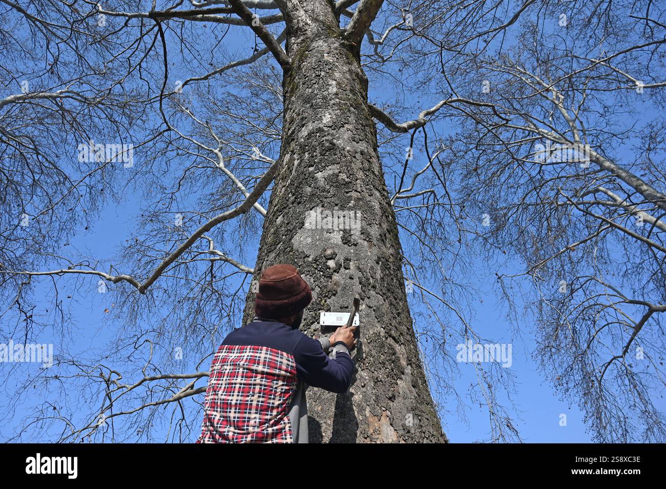 Srinagar, India. 23rd Jan, 2025. SRINAGAR, INDIA - JANUARY 23: A worker ...