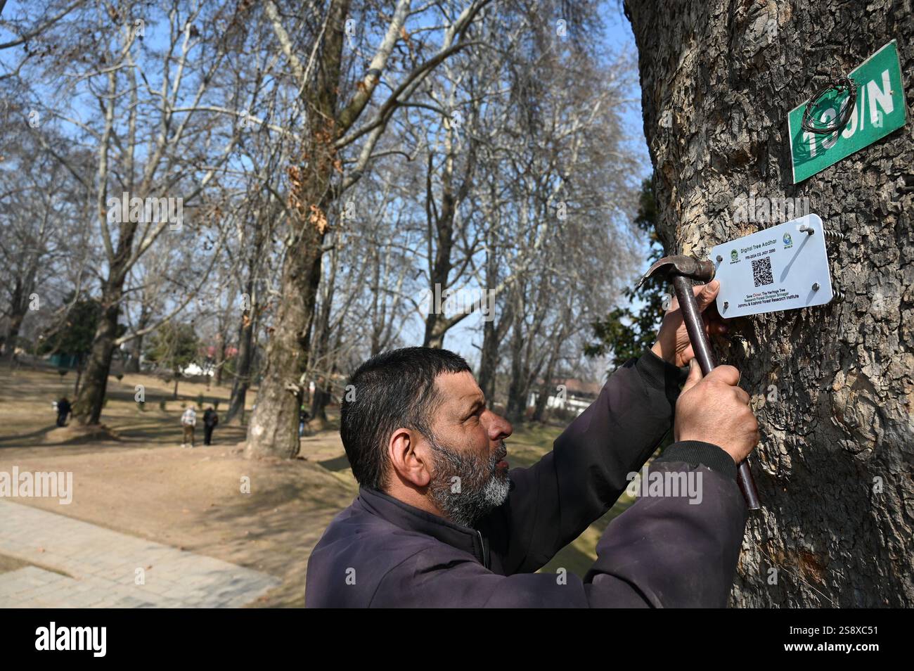 Srinagar, India. 23rd Jan, 2025. SRINAGAR, INDIA - JANUARY 23: A worker ...