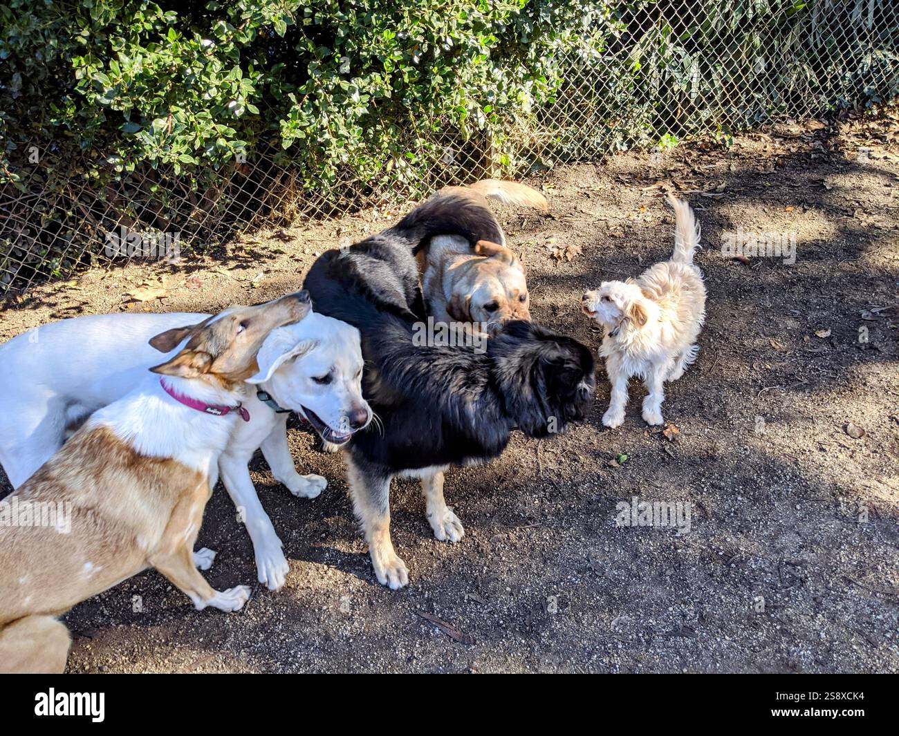 Dogs playing at a dog park in California Stock Photo - Alamy