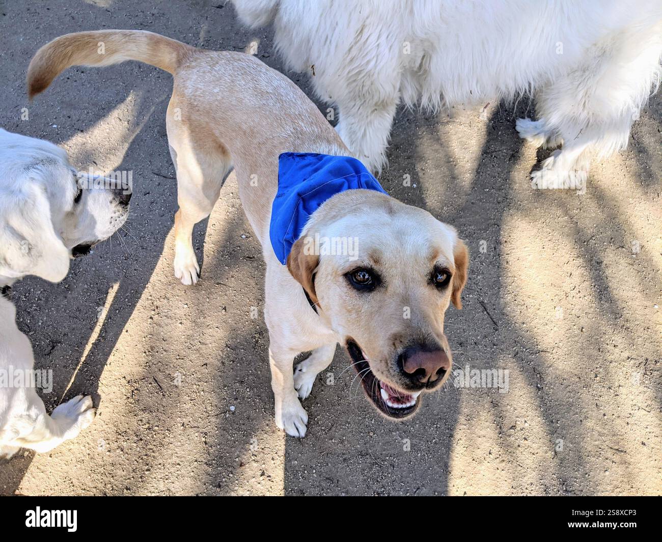 Dogs playing at a dog park in California Stock Photo - Alamy
