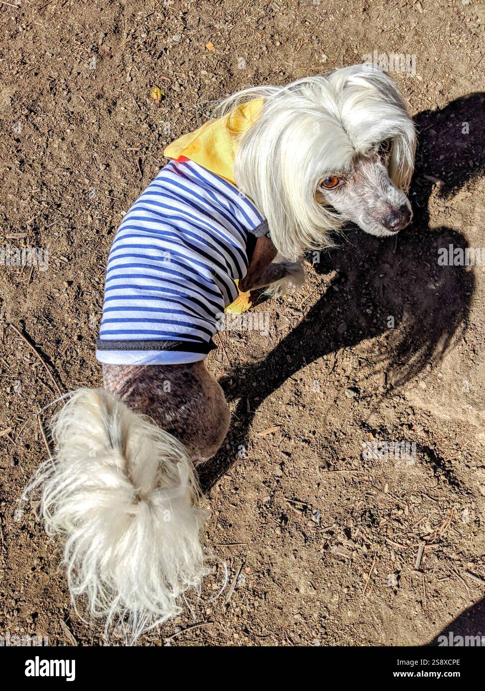 Chinese Crested hairless Dog Stock Photo - Alamy