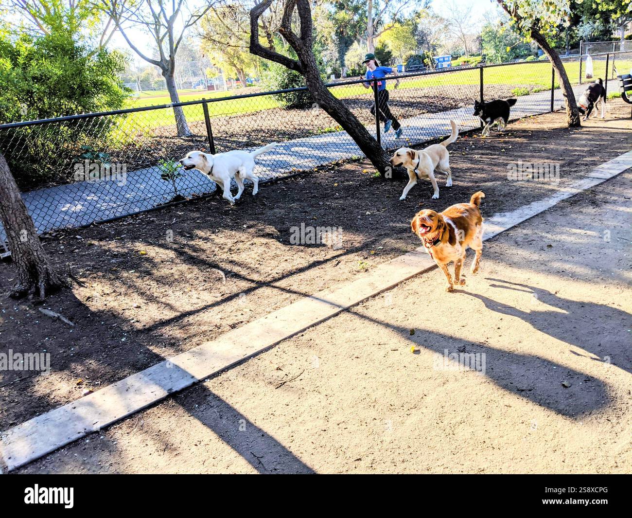 Dogs playing at a dog park in California Stock Photo - Alamy