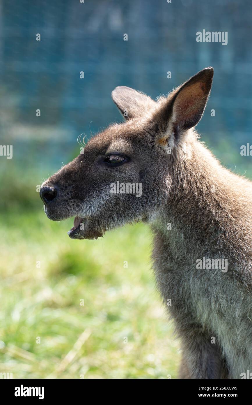 Cute fluffy wallaby in the park. Marsupial mammals. Australia Stock ...