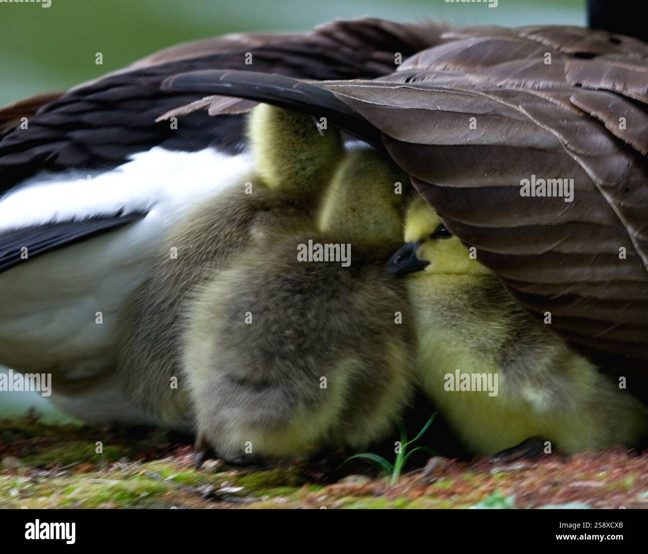 Baby geese hiding under moms wing hi-res stock photography and images ...
