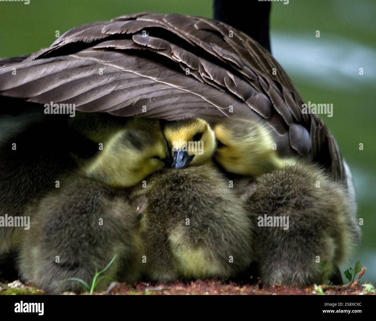 Baby geese seeking refuge under moms wing Stock Photo - Alamy