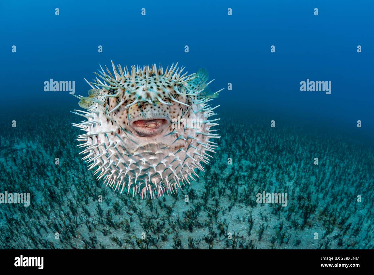 The spotted porcupinefish, Diodon hystrix, feed primarily at night on ...
