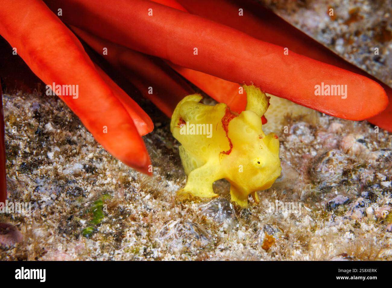 This juvenile Commerson's frogfish, Antennarius commersoni, is just an ...