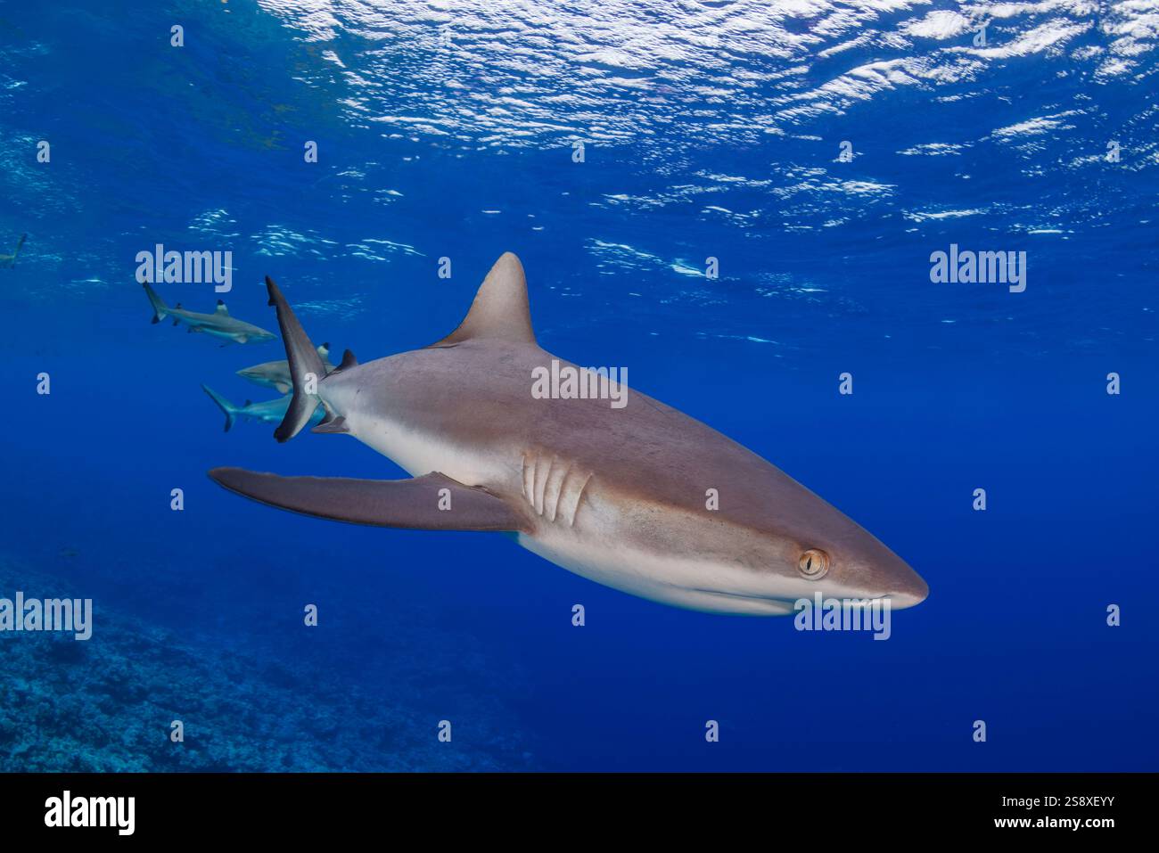 A grey reef shark, Carcharhinus amblyrhynchos, glides over a reef off ...
