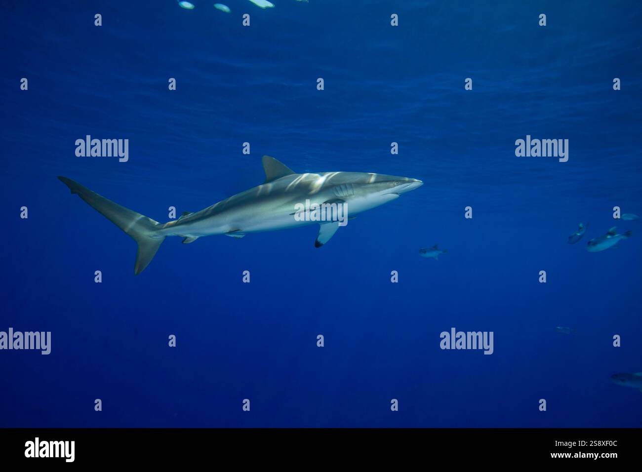 Silky shark, Carcharhinus falciformis, off the Big Island of Hawaii ...