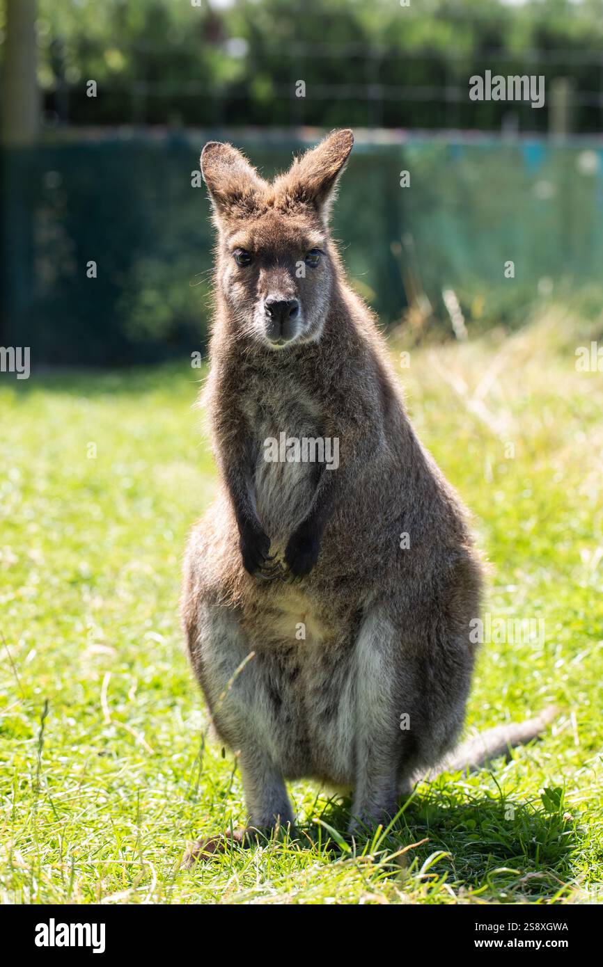 Cute fluffy wallaby in the park. Marsupial mammals. Australia Stock ...