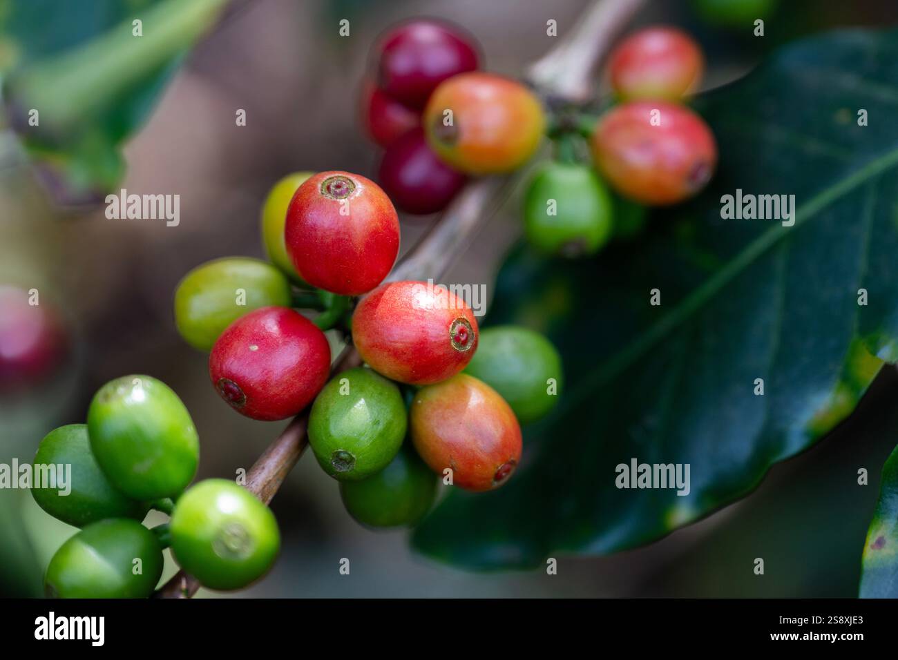 Costa Rica, Alajuela Province. Typical Arabica coffee plantation ...