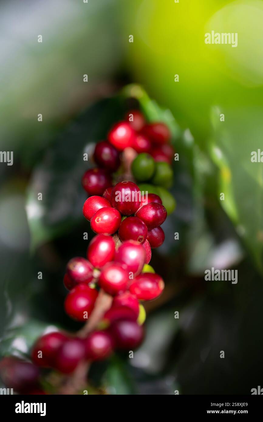 Costa Rica, Alajuela Province. Typical Arabica coffee plantation ...
