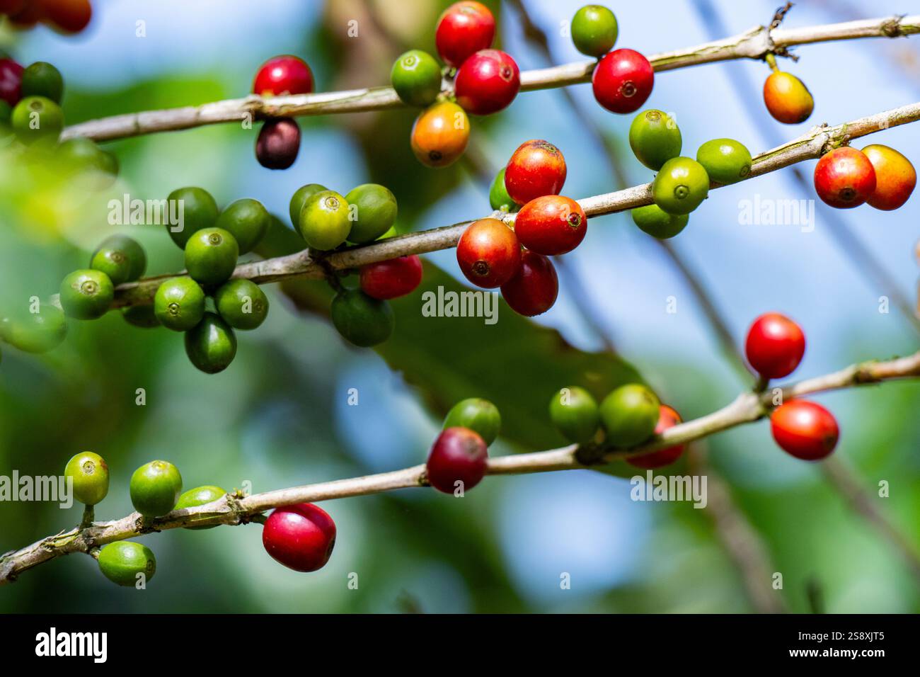 Costa Rica, Alajuela Province. Typical Arabica coffee plantation ...