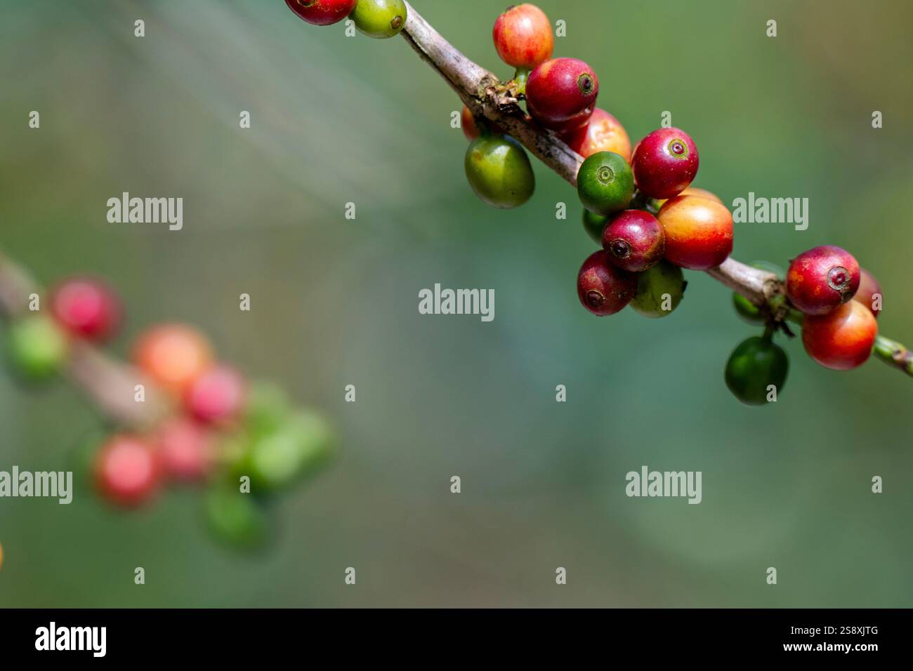 Costa Rica, Alajuela Province. Typical Arabica coffee plantation ...
