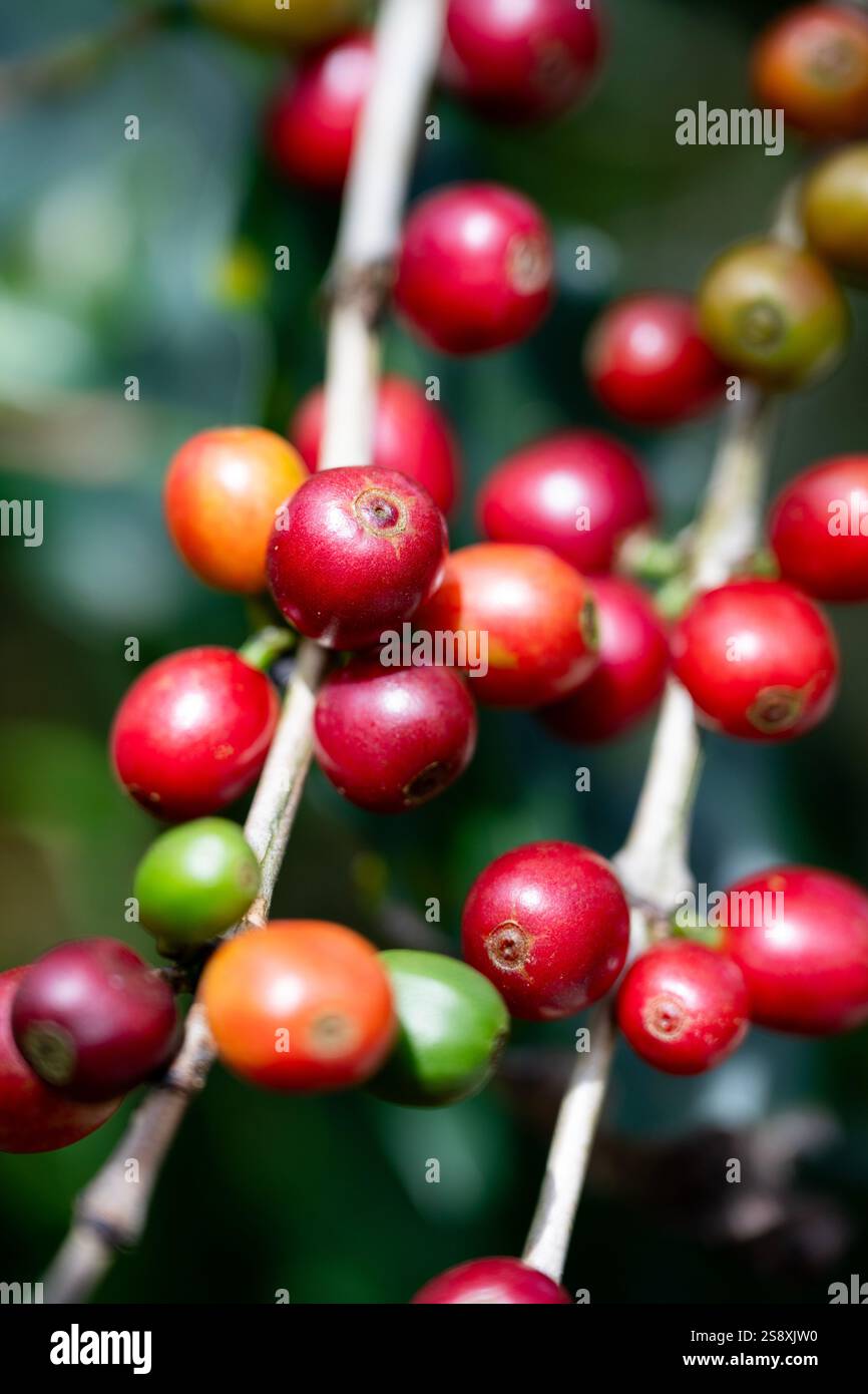 Costa Rica, Alajuela Province. Typical Arabica coffee plantation ...