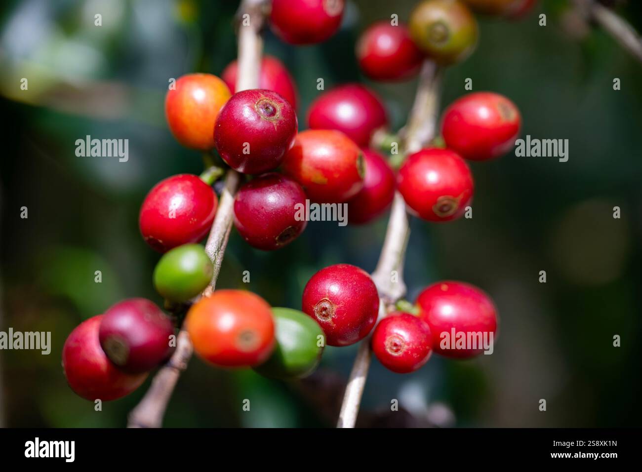 Costa Rica, Alajuela Province. Typical Arabica coffee plantation ...