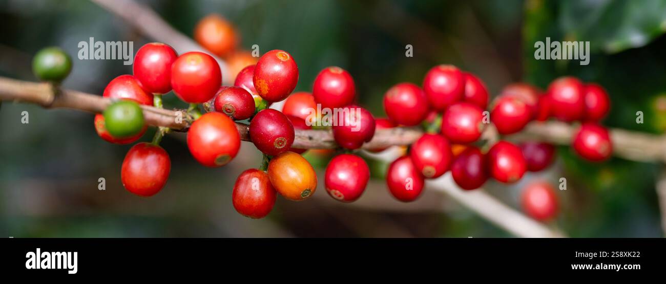 Costa Rica, Alajuela Province. Typical Arabica coffee plantation ...