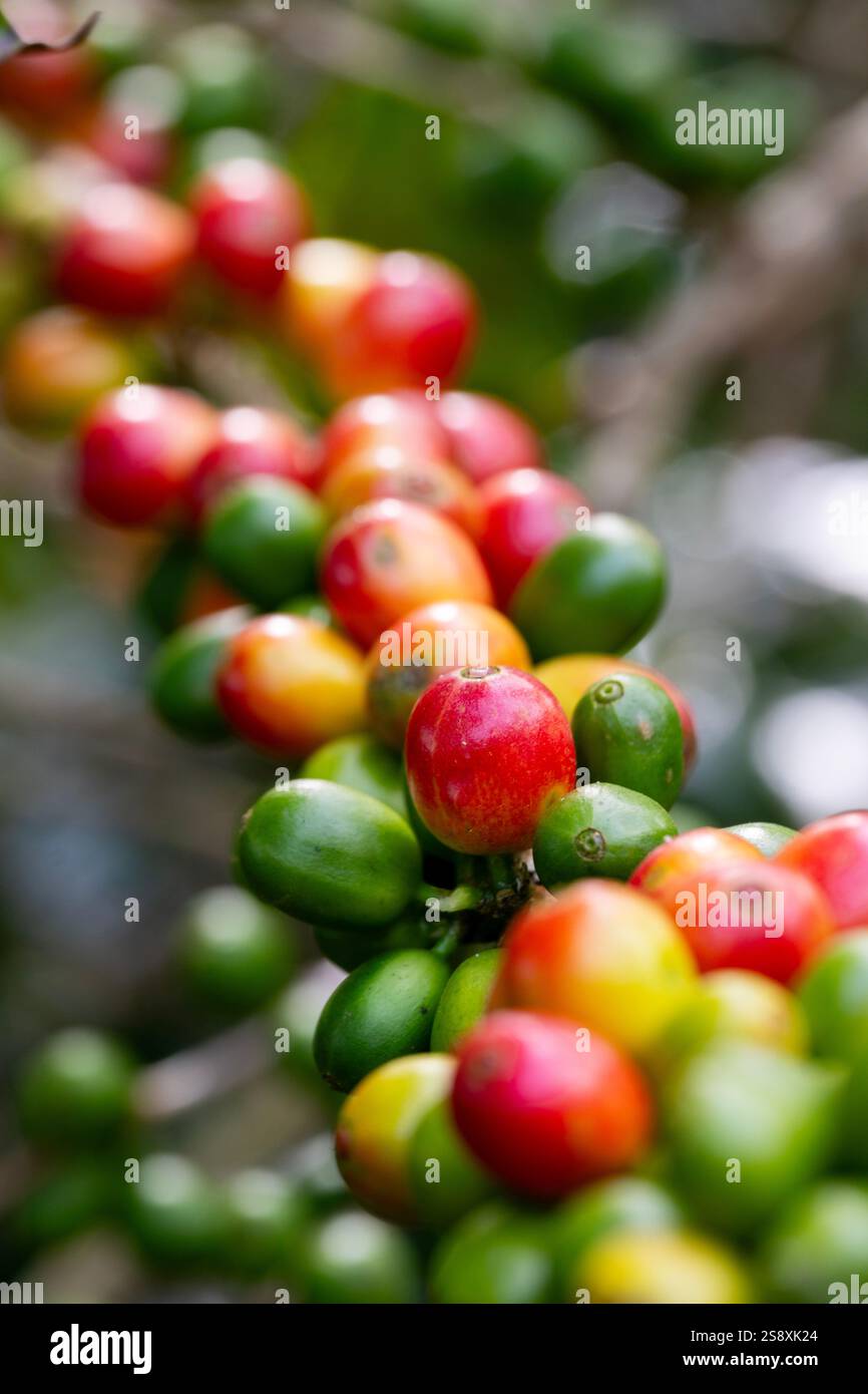 Costa Rica, Alajuela Province. Typical Arabica coffee plantation ...