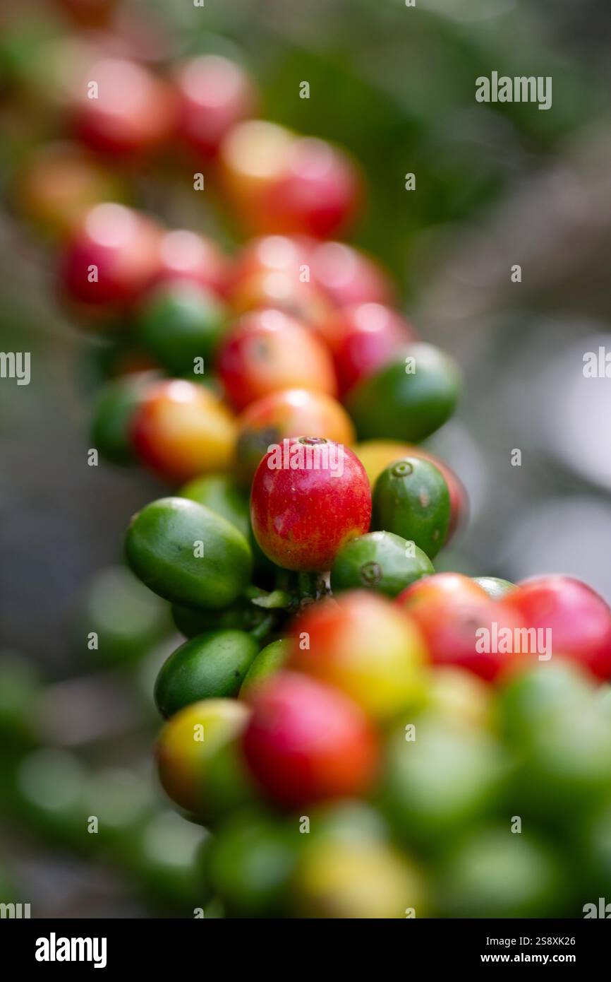 Costa Rica, Alajuela Province. Typical Arabica coffee plantation ...