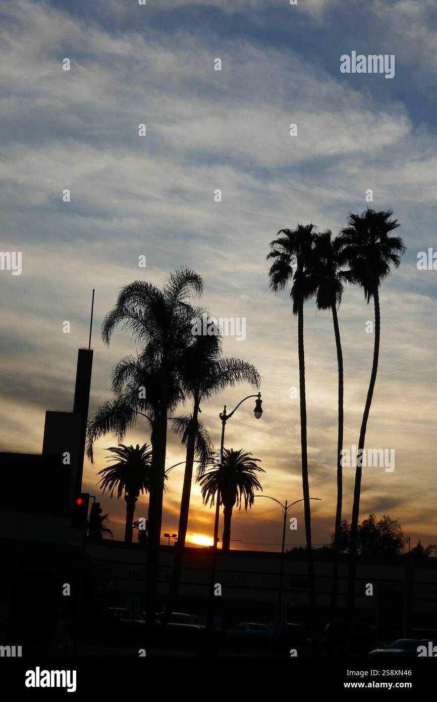 Los Angeles, California USA 22nd January 2025 Smokey Skies and Palm ...