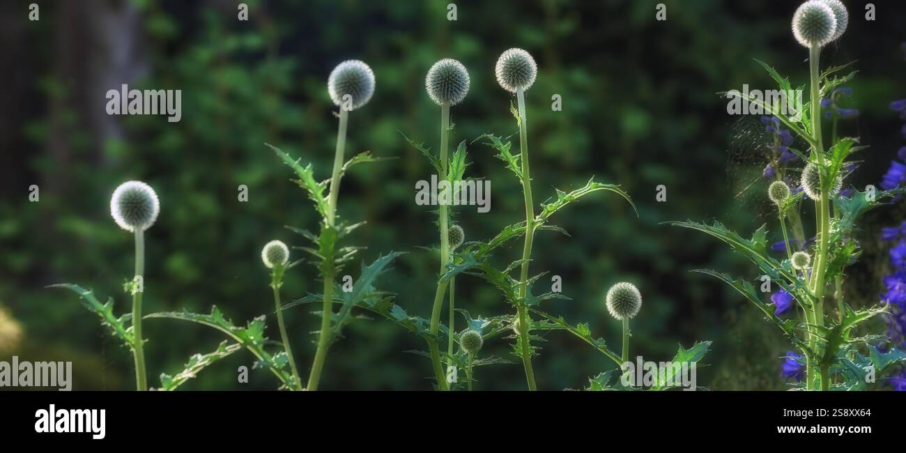 Outdoor, flower and globe thistle in nature for growth, natural and ...