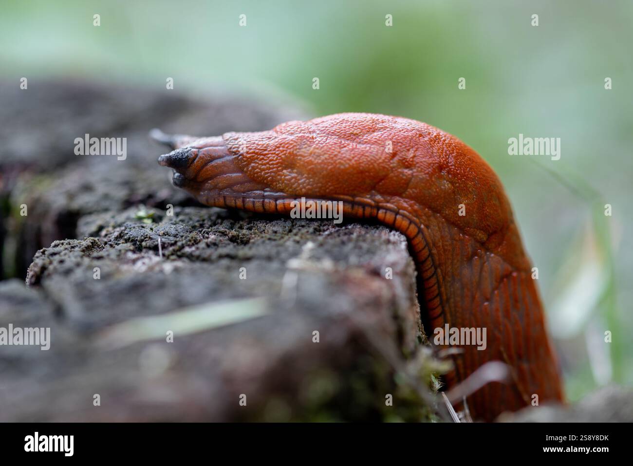 The Spanish slug is an air-breathing land slug, a terrestrial pulmonate ...