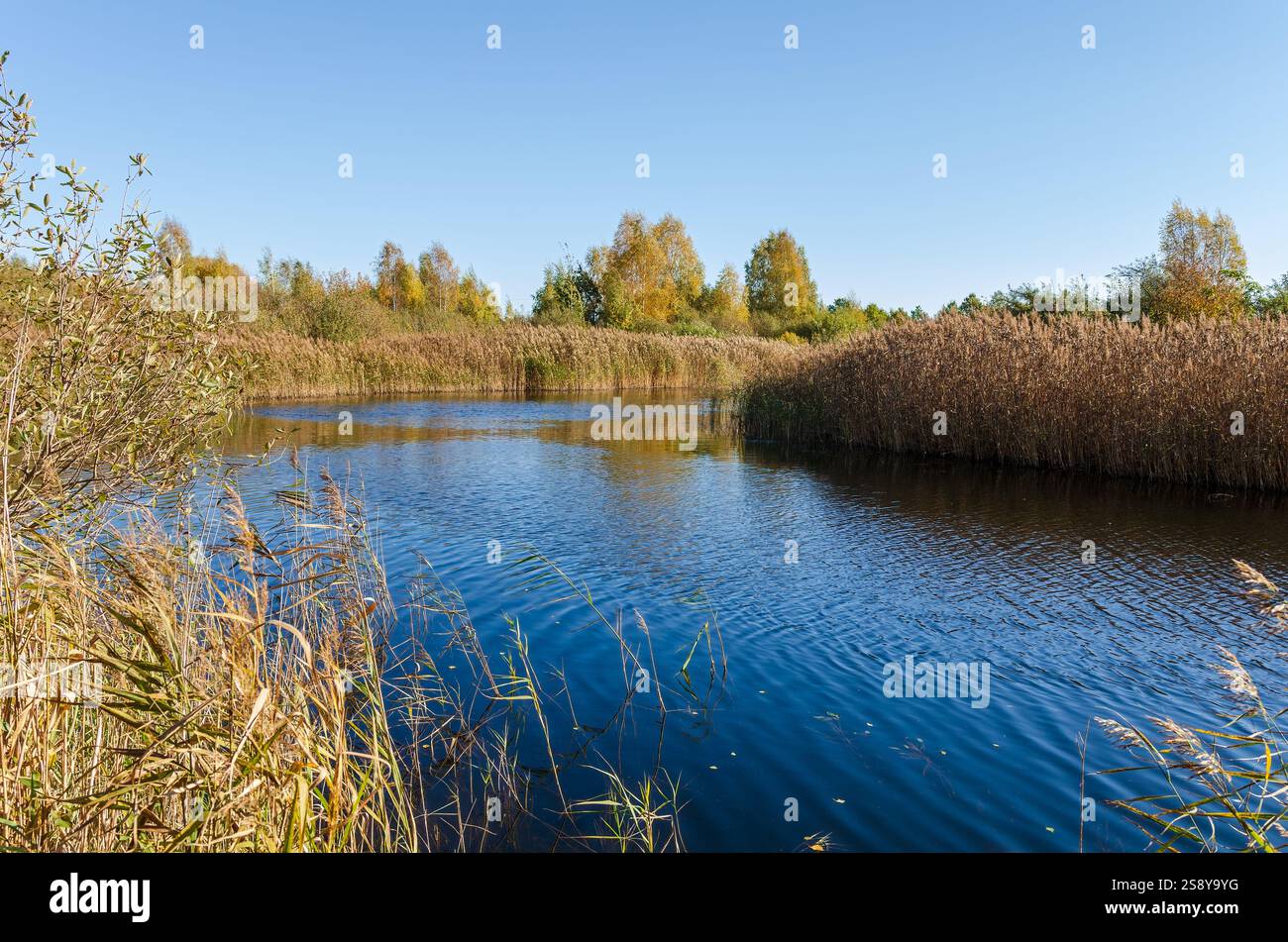 Golden reflections from forest hi-res stock photography and images - Alamy