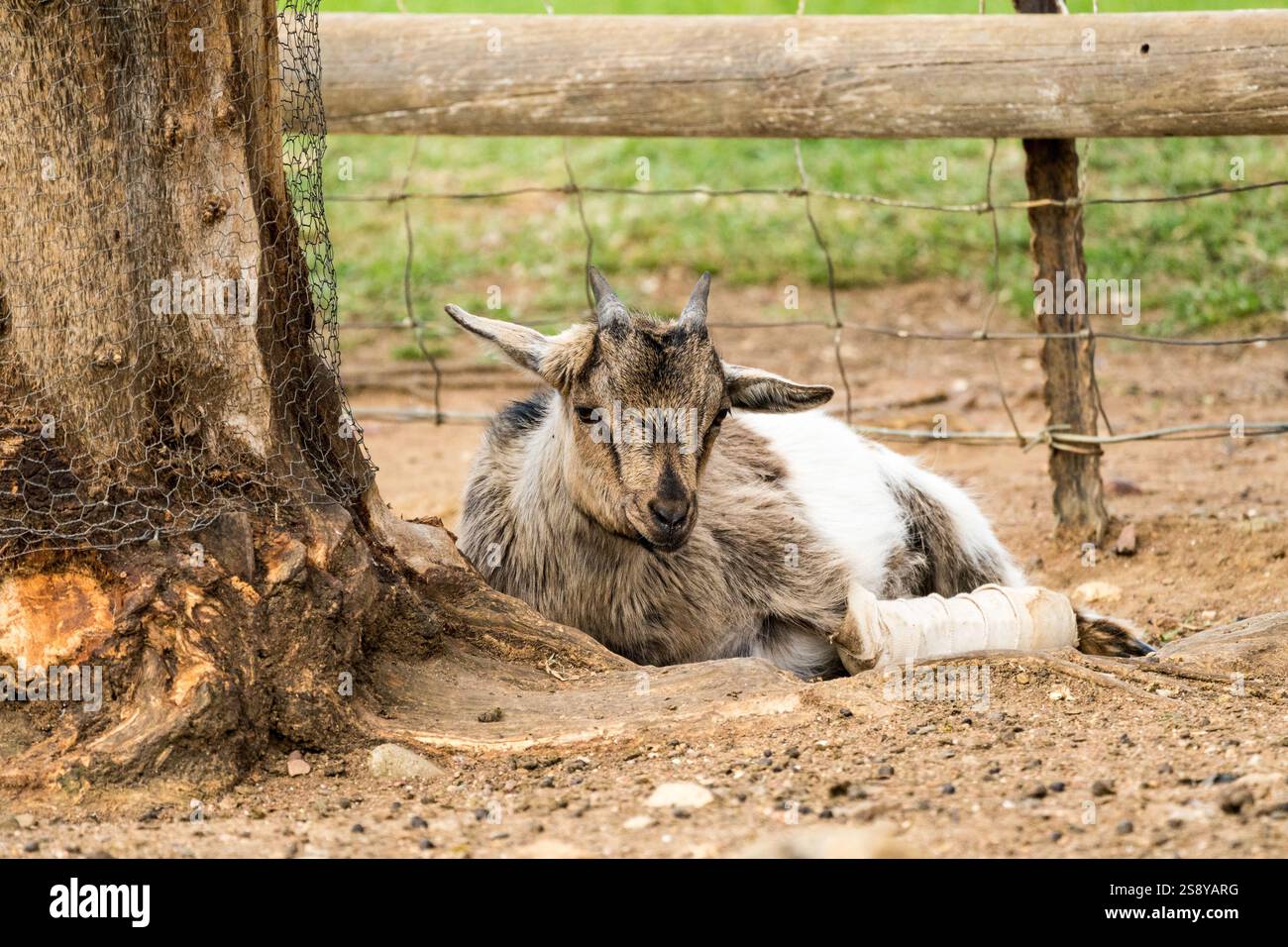 Namibian dwarf goat (Capra aegagrus hircus) injured with a splint and ...