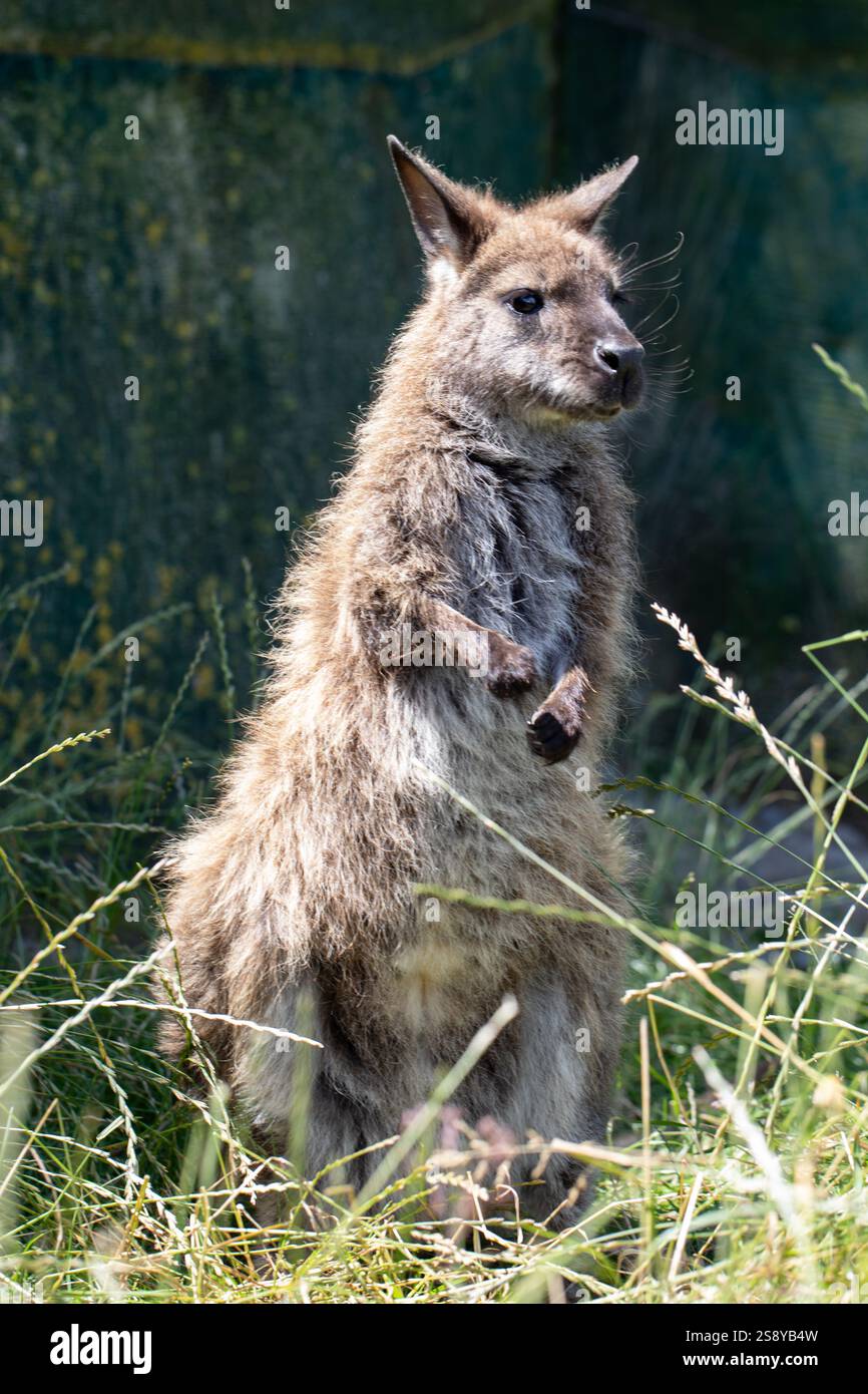 Cute fluffy wallaby in the park. Marsupial mammals. Australia Stock ...