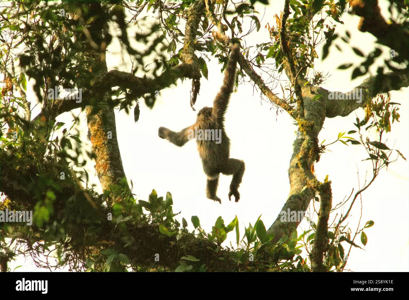A Javan gibbon (Hylobates moloch, silvery gibbon) traveling below ...