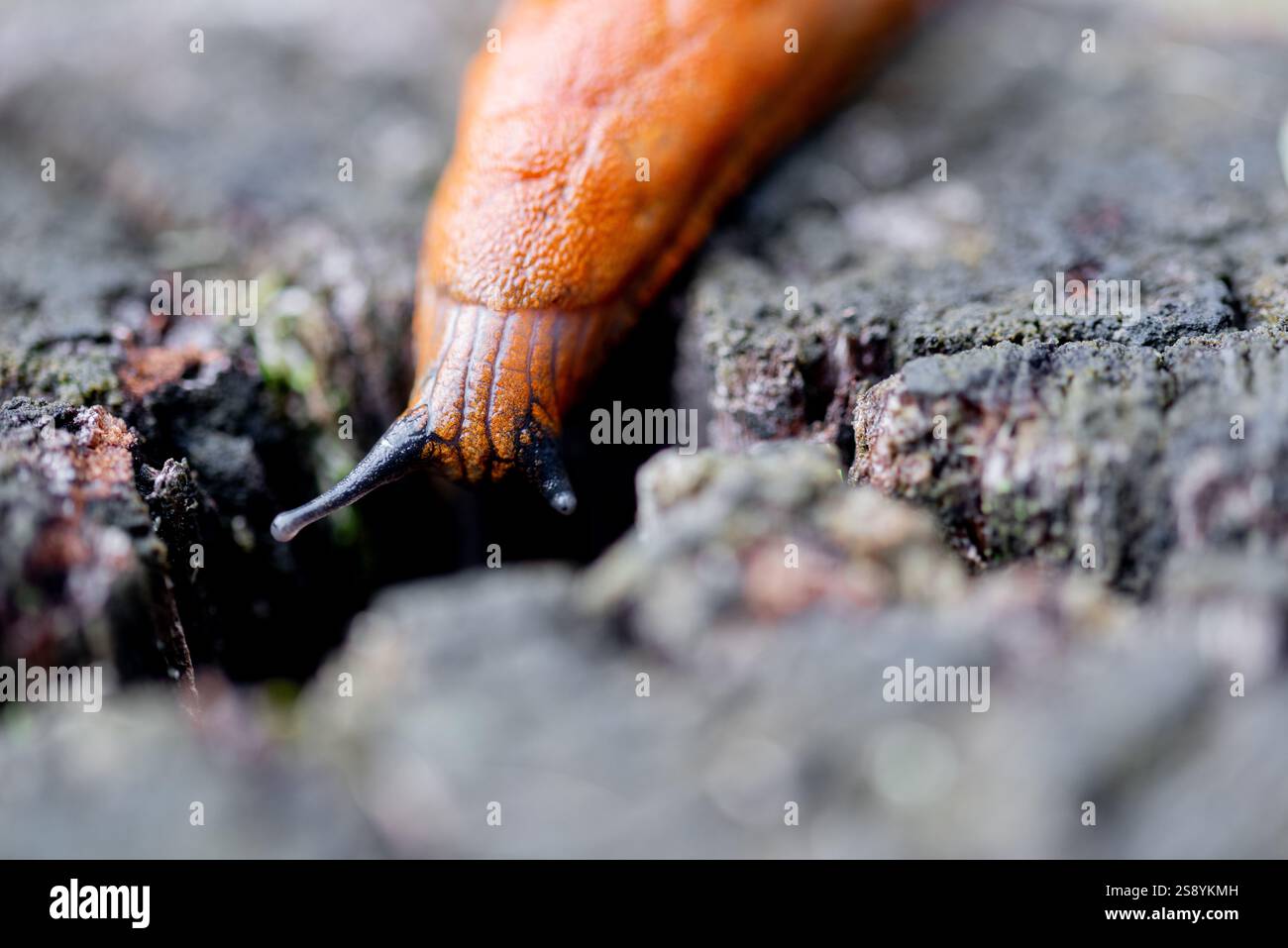 The Spanish slug is an air-breathing land slug, a terrestrial pulmonate ...