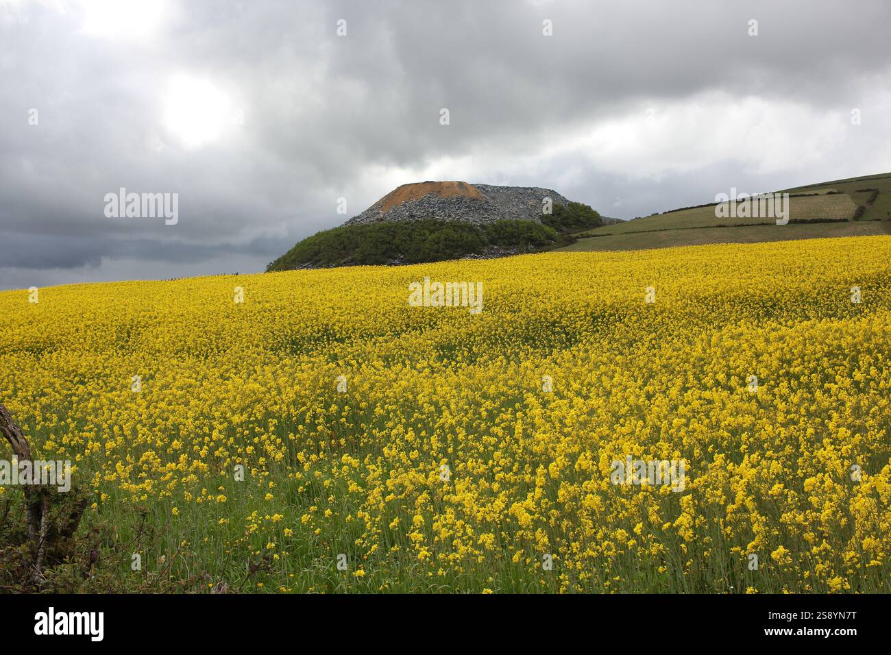 Vibrant field backdrop hi-res stock photography and images - Alamy